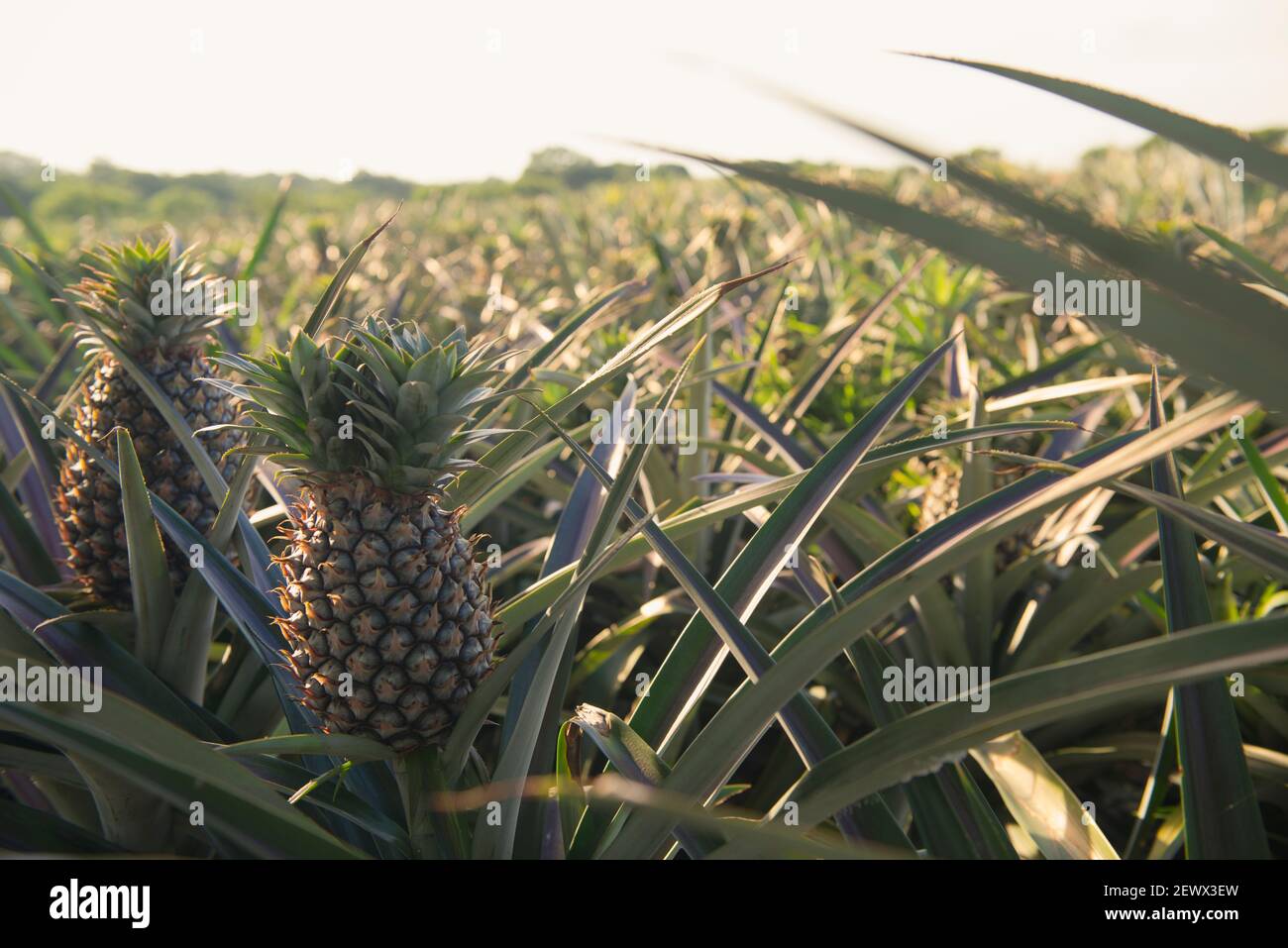 Pineapple Mexico High Resolution Stock Photography and Images - Alamy