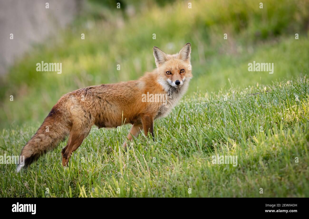 A red fox in New Jersey Stock Photo - Alamy