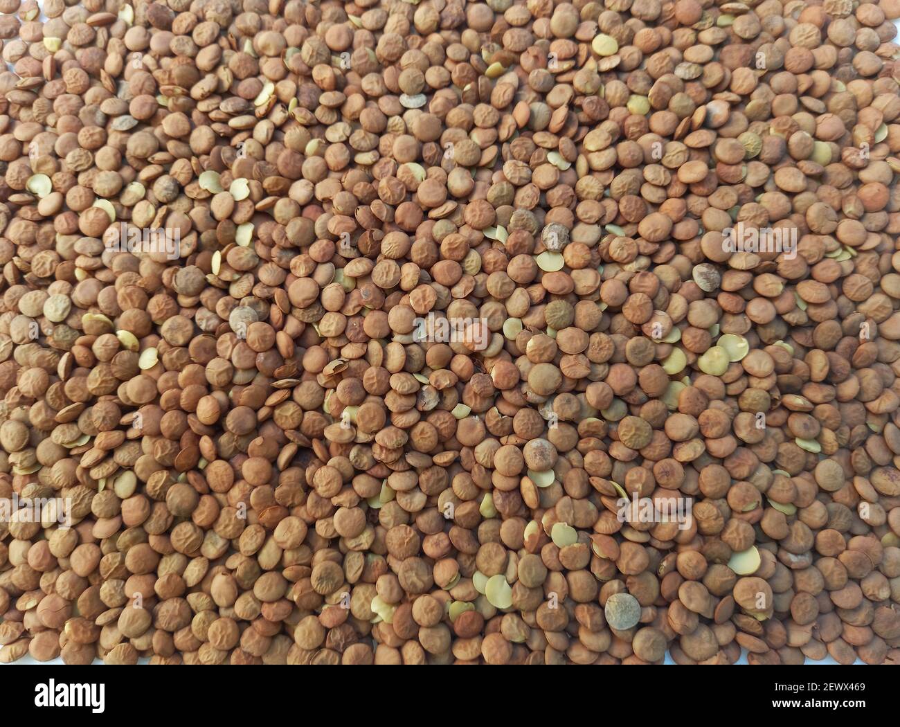 A background of healthy raw dry lentils (Lens culinaris or Lens ...