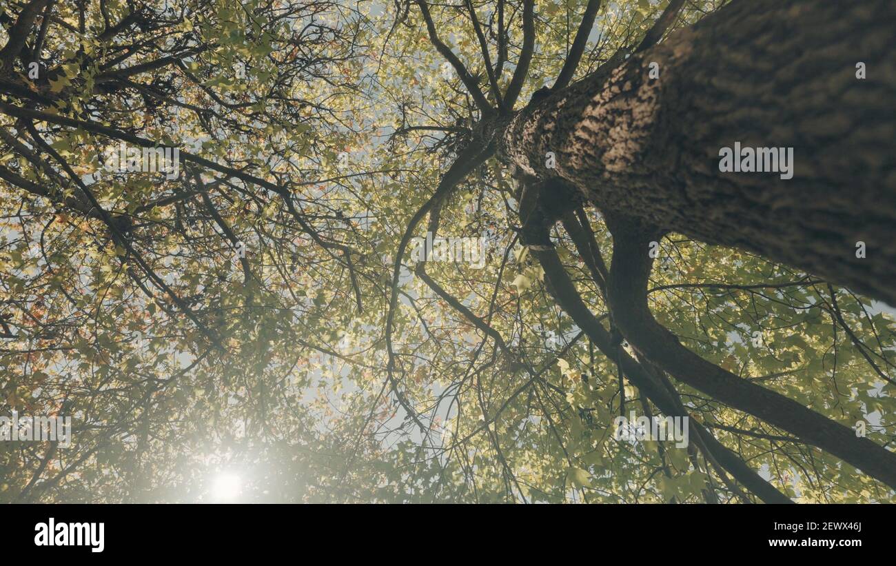 A low angle shot of a tree trunk with sunshine coming through Stock ...
