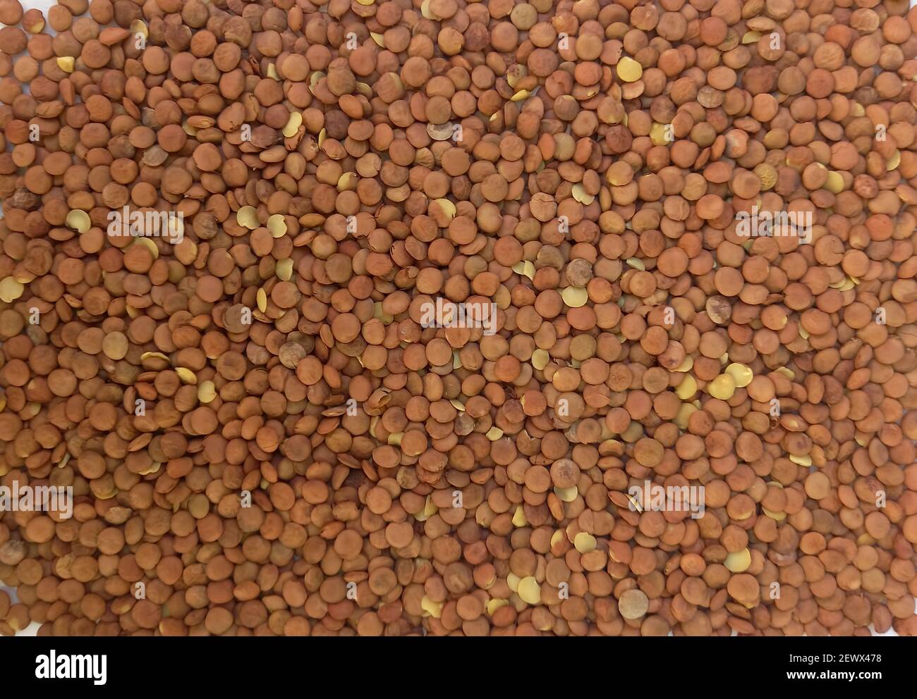Lenteja lenteja esculenta hi-res stock photography and images - Alamy