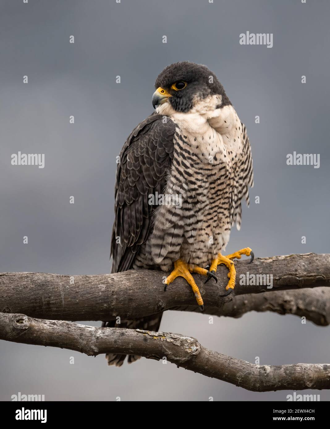 A peregrine falcon photo Stock Photo - Alamy