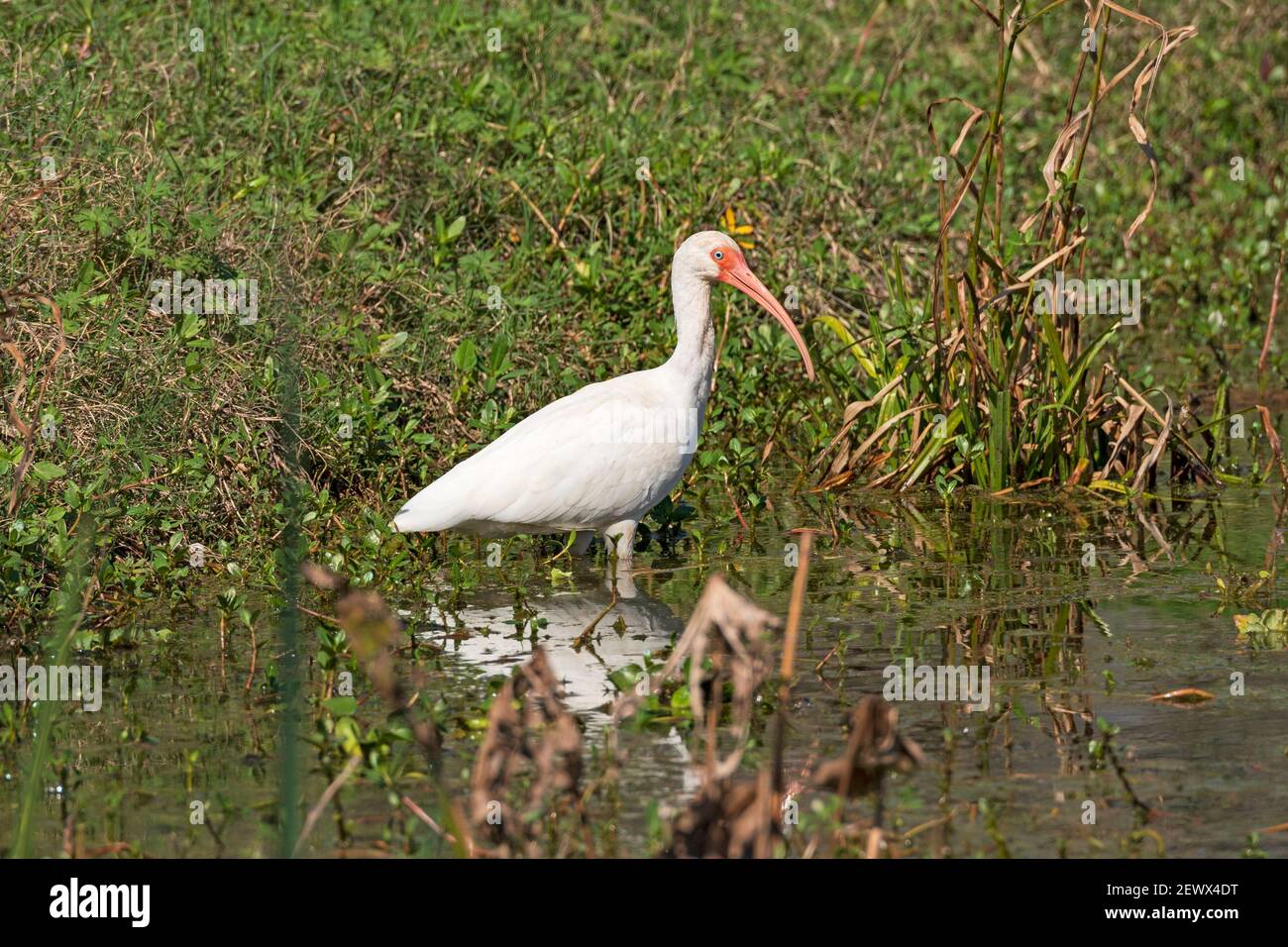 White Ibis in a Wetland Pond on Elm Lake in Brazos Bend State Park in ...
