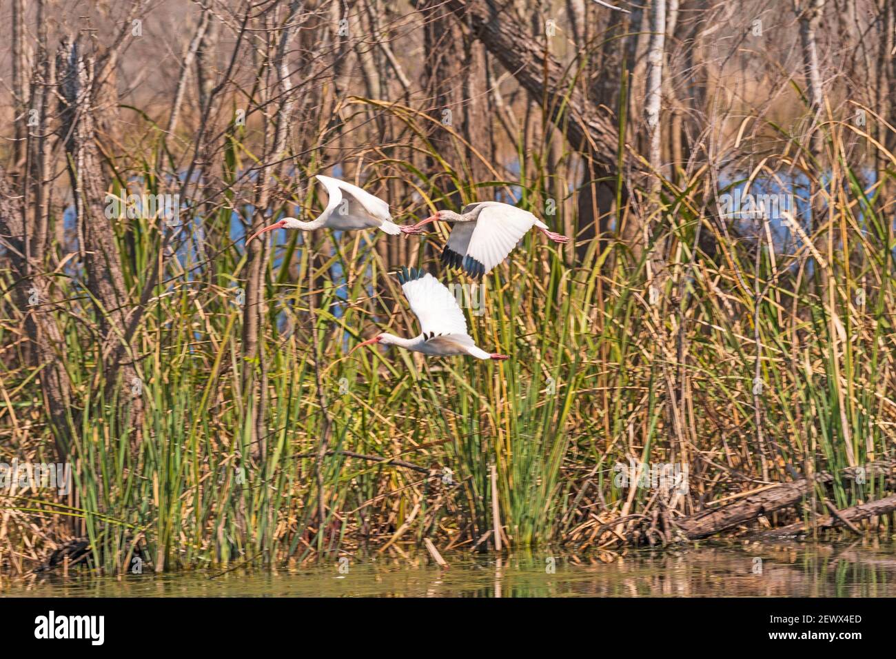 American white ibis flying hi-res stock photography and images - Alamy