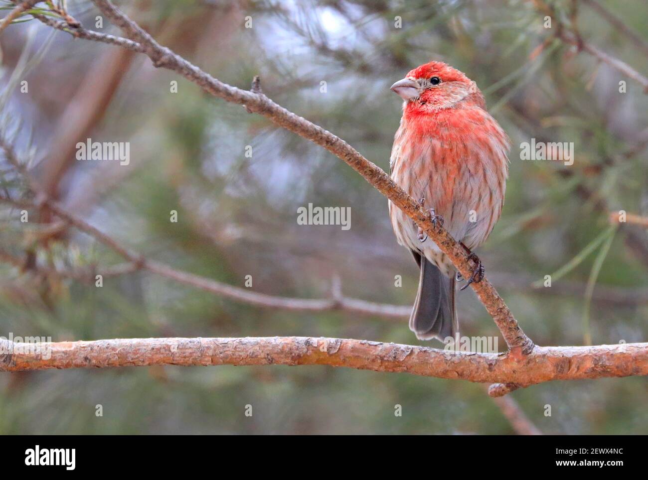 Orange house finch hi-res stock photography and images - Alamy