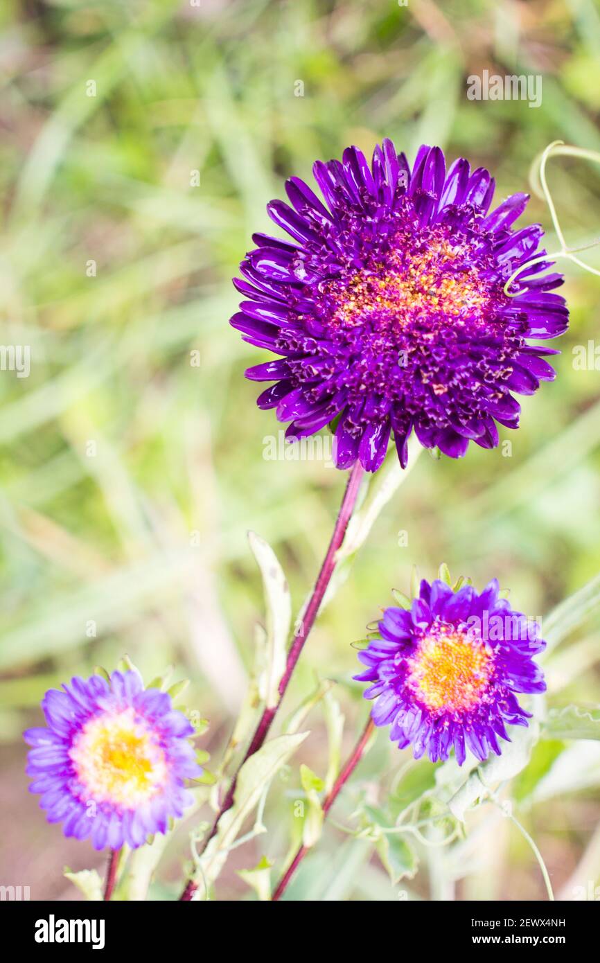 Astra alpine hi-res stock photography and images - Alamy