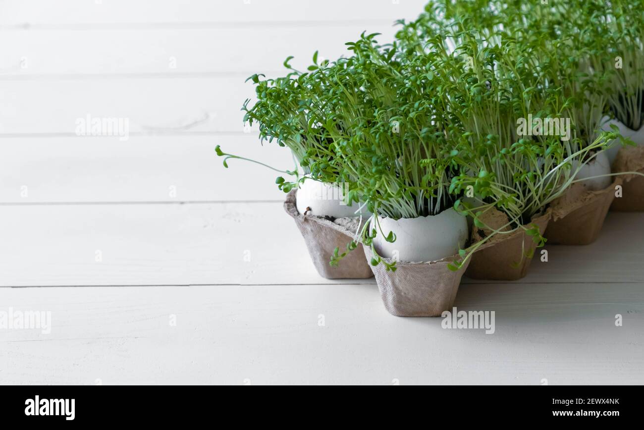Egg Shell Cress. Growing microgreens Stock Photo - Alamy