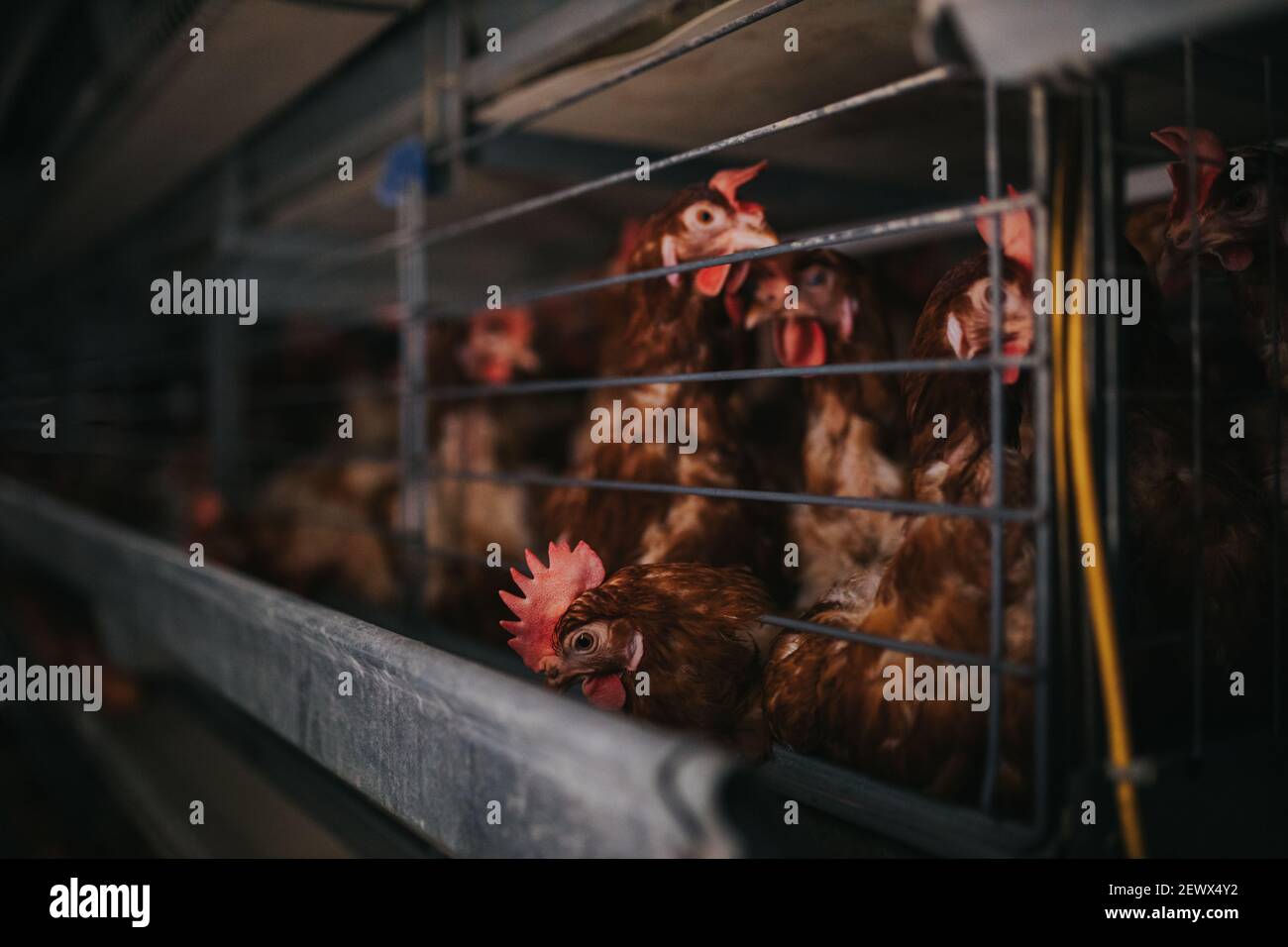A closeup shot of brown chicken behind grids in a chicken farm Stock ...