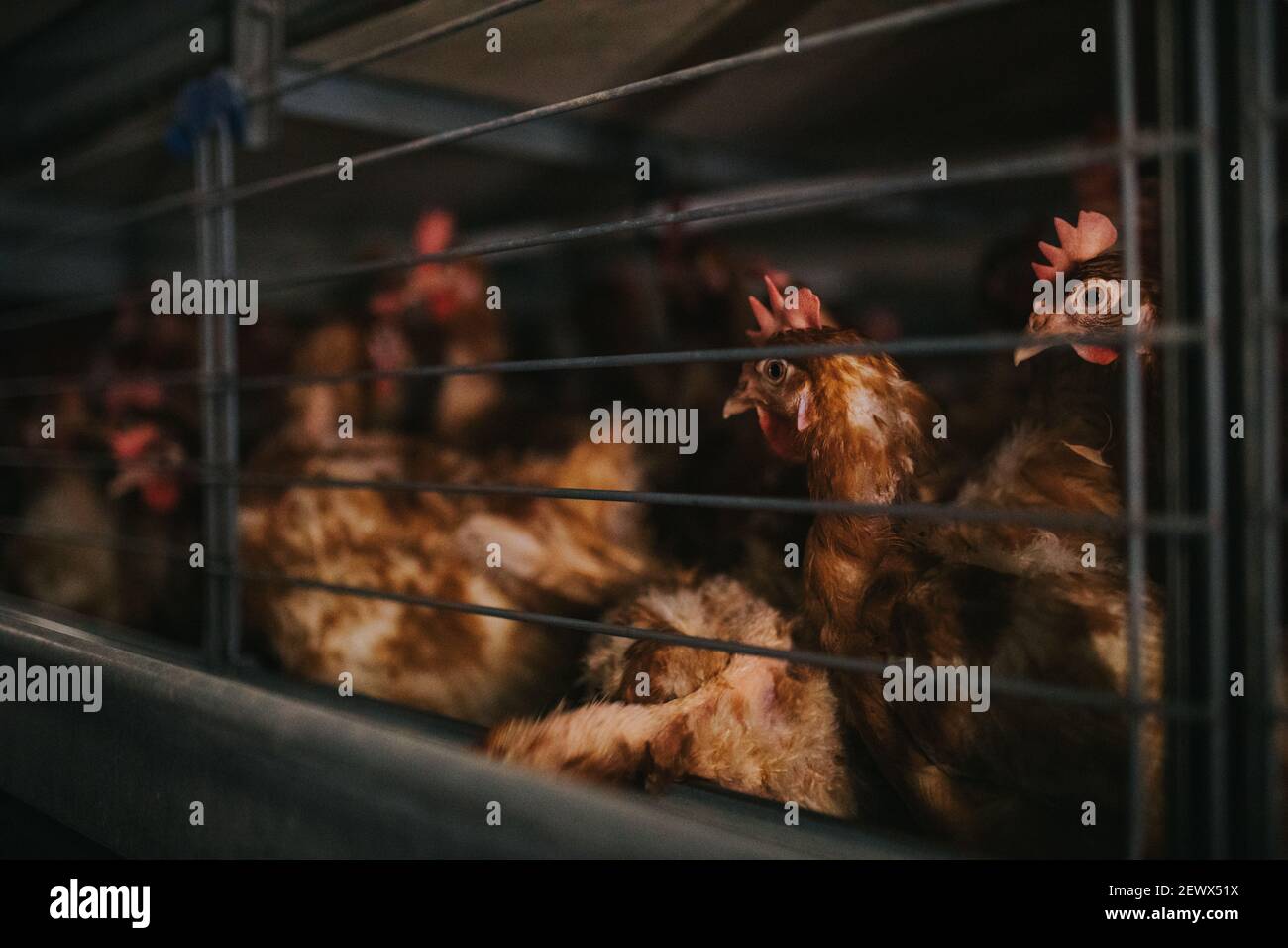 A closeup shot of brown chicken behind grid in a chicken farm Stock ...