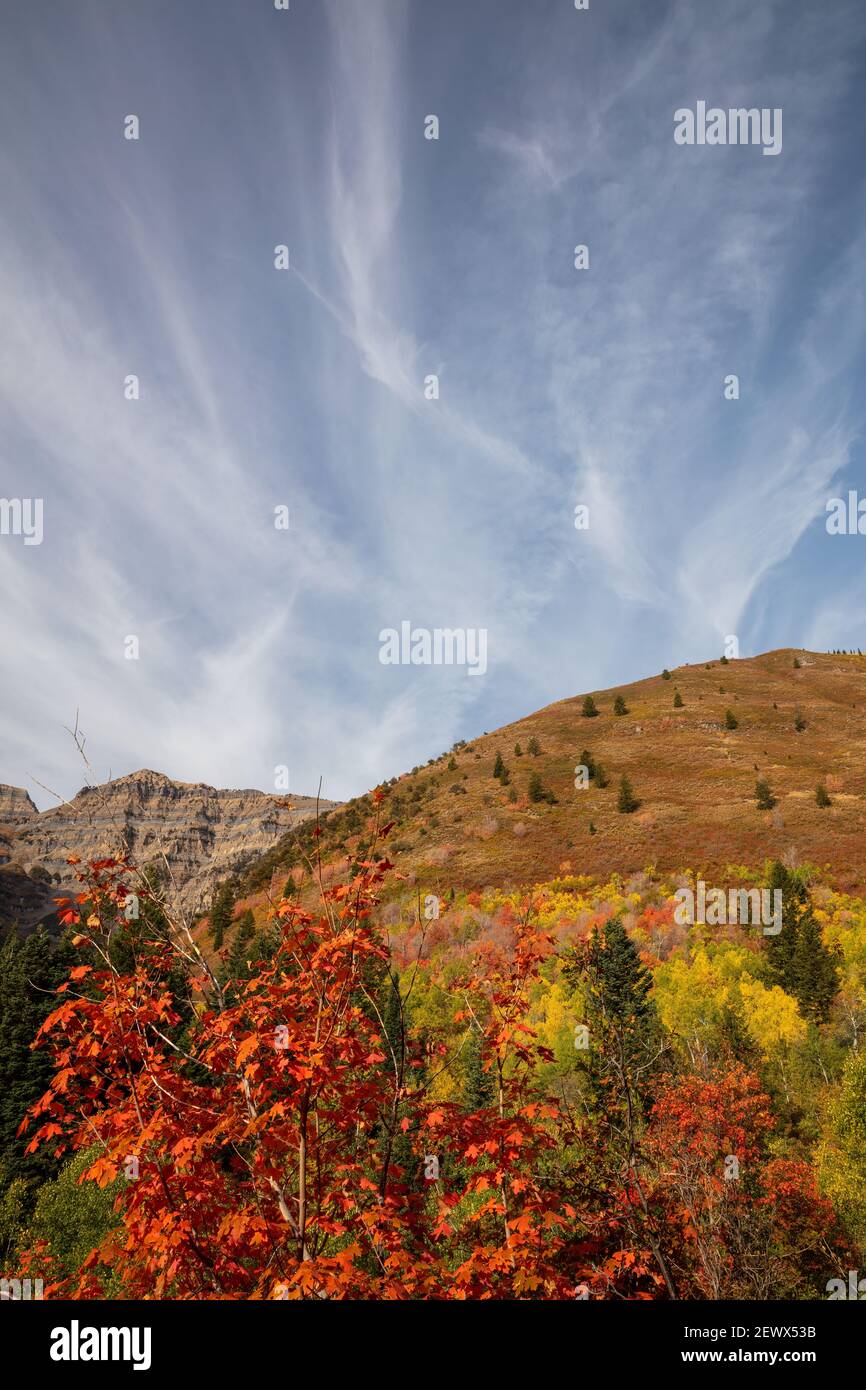 Fall color, Mount Timpanogos, Wasatch Mountains, Utah Stock Photo - Alamy