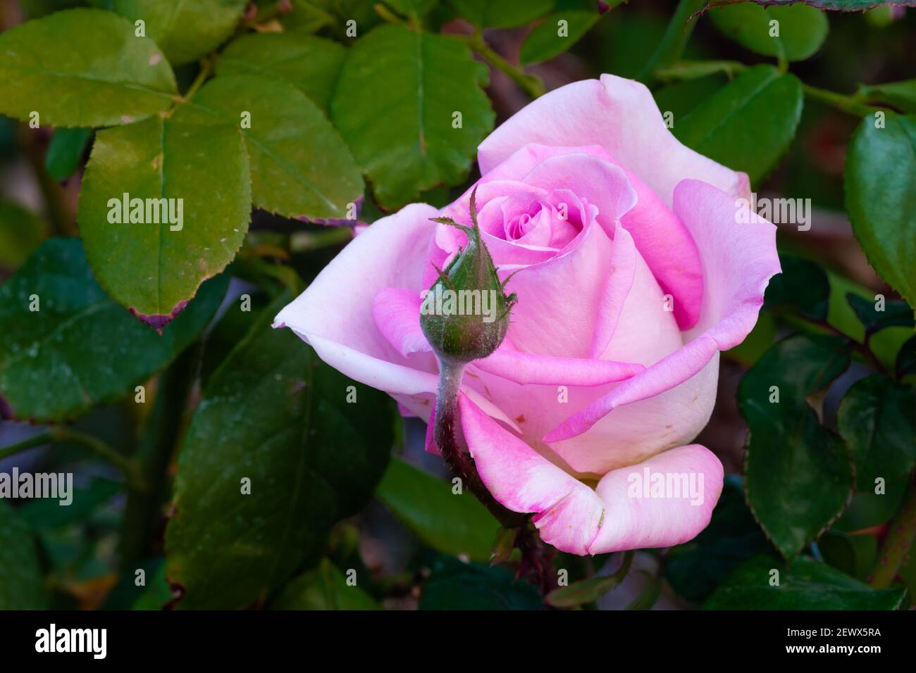 Single pink rose with bud Stock Photo - Alamy