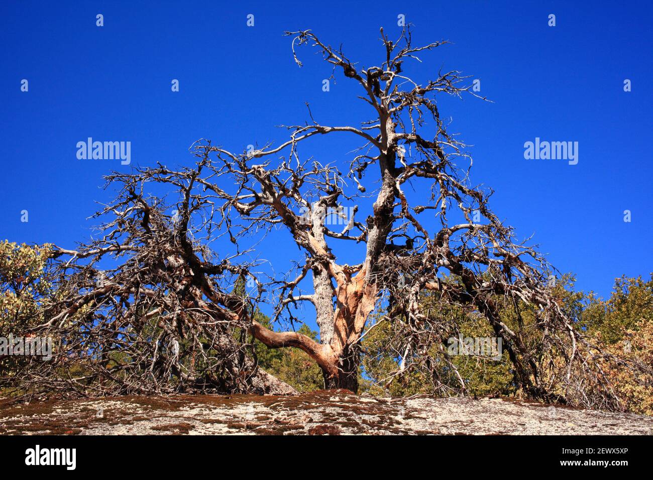 Blue sky and dry bushes Stock Photo - Alamy