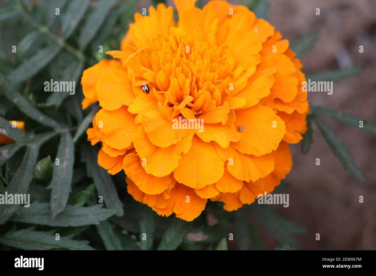 An Aztec marigold, a bright beautiful flower native to Mexico Stock ...