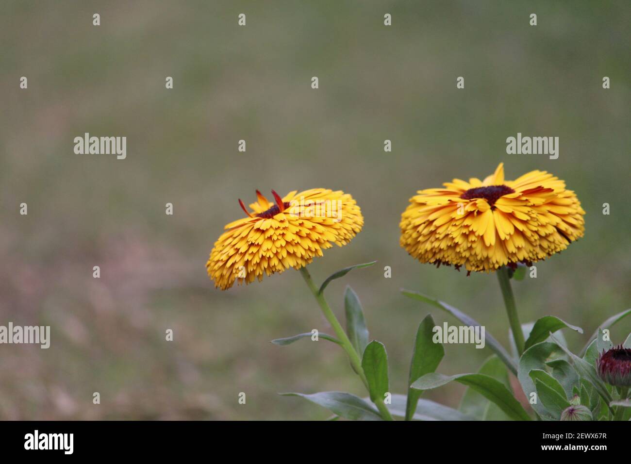 Two common marigold flowers blooming in the garden Stock Photo - Alamy