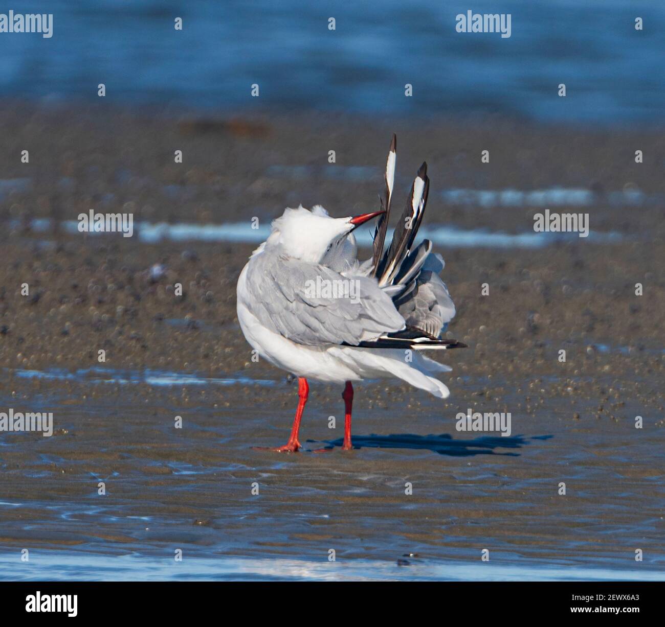 Australian gull hi-res stock photography and images - Alamy
