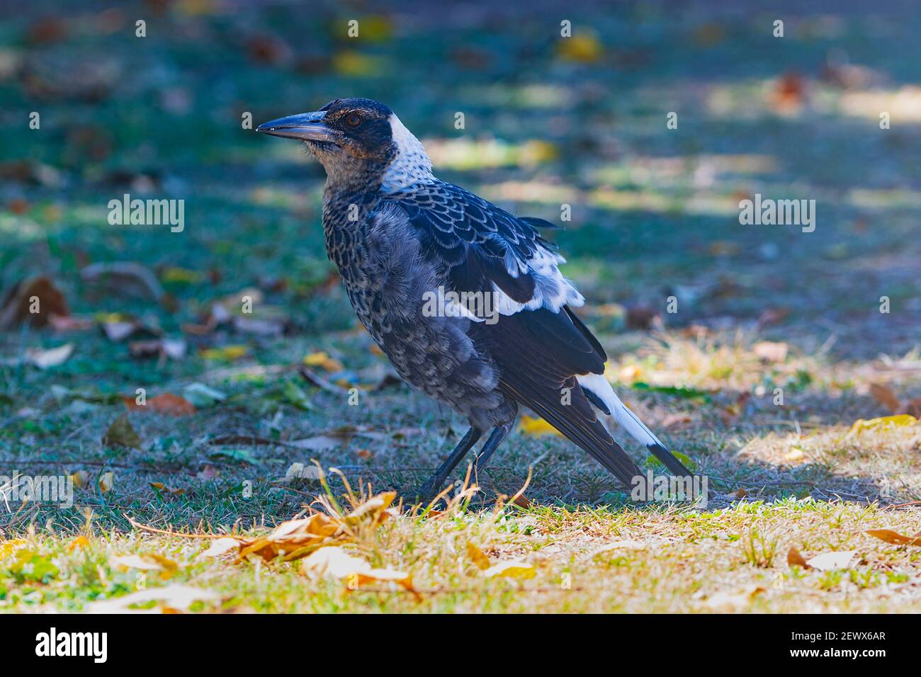 Immature Australian Magpie (Cracticus tibicen or Gymnorhina tibicen) on ...