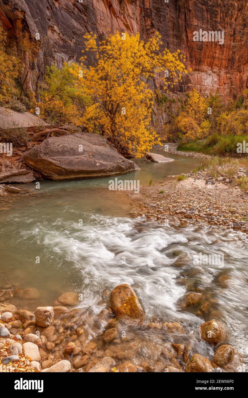 Trees along the Virgin River in autumn, Zion National Park, Utah Stock ...