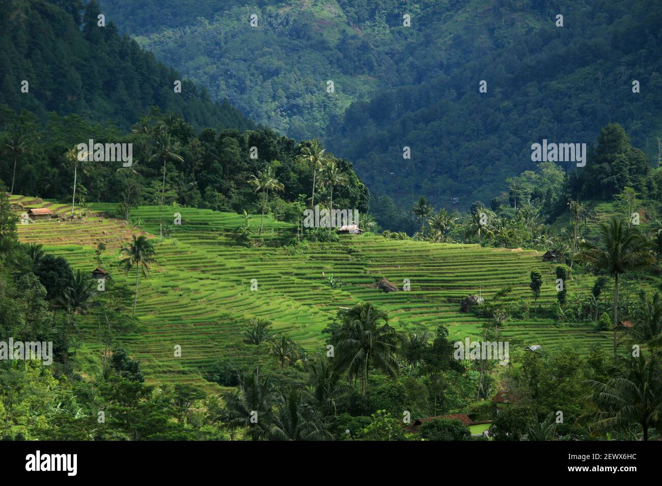beautiful natural scenery of rice fields and forests Stock Photo - Alamy