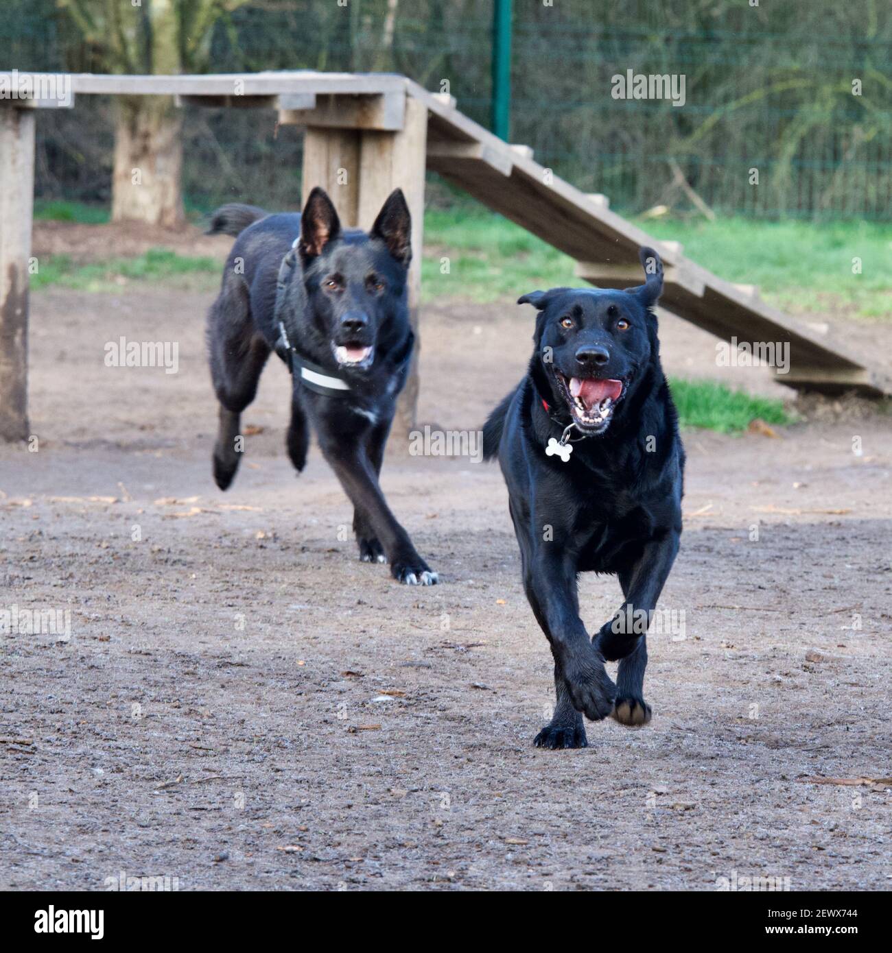 Two black dog hi-res stock photography and images - Alamy