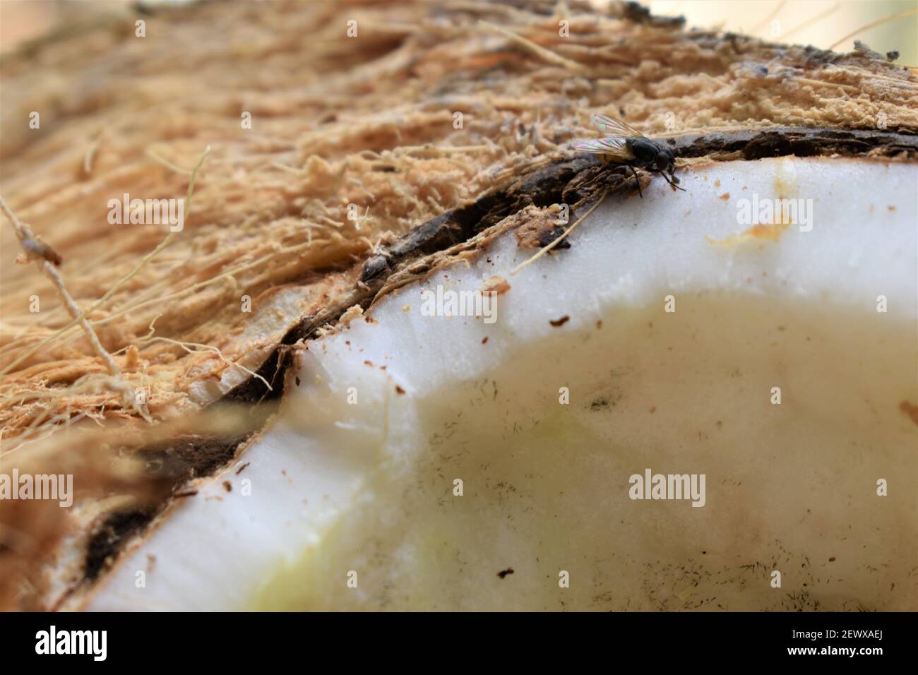 Insect on the coconut Stock Photo - Alamy