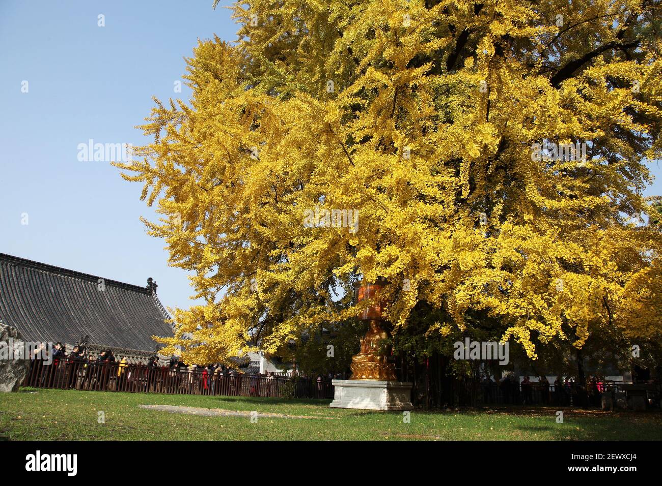 A view of the ancient ginkgo tree with golden leaves at the Ancient ...