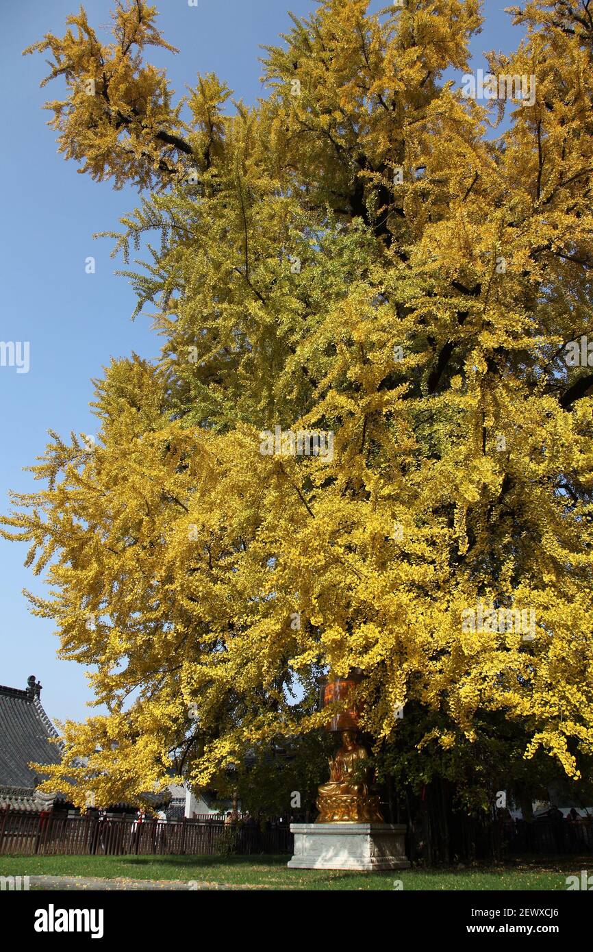 A view of the ancient ginkgo tree with golden leaves at the Ancient ...