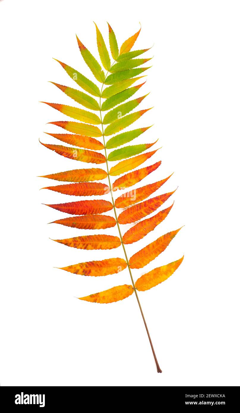 Single bright multi-colored leaf , close-up, isolated on a white ...