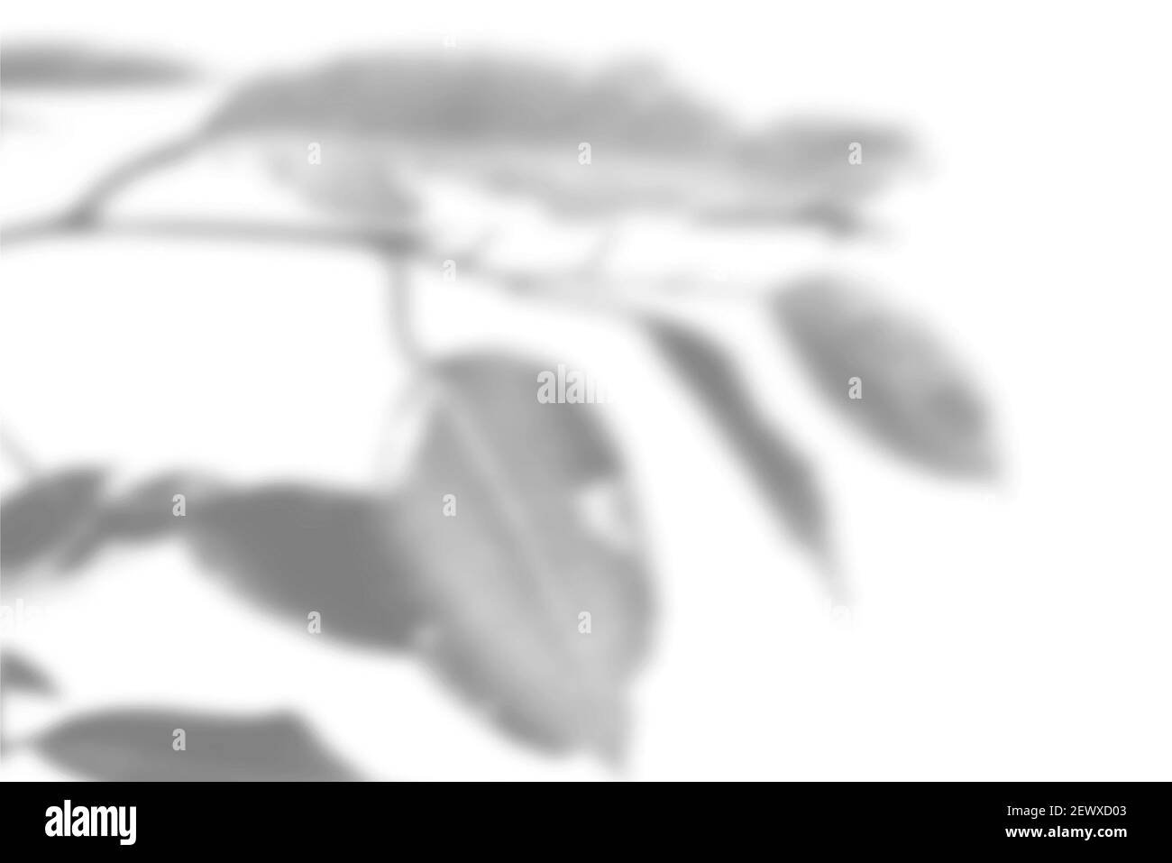 Vector Summer plant shadow background. Shadow of an exotic plant on a ...