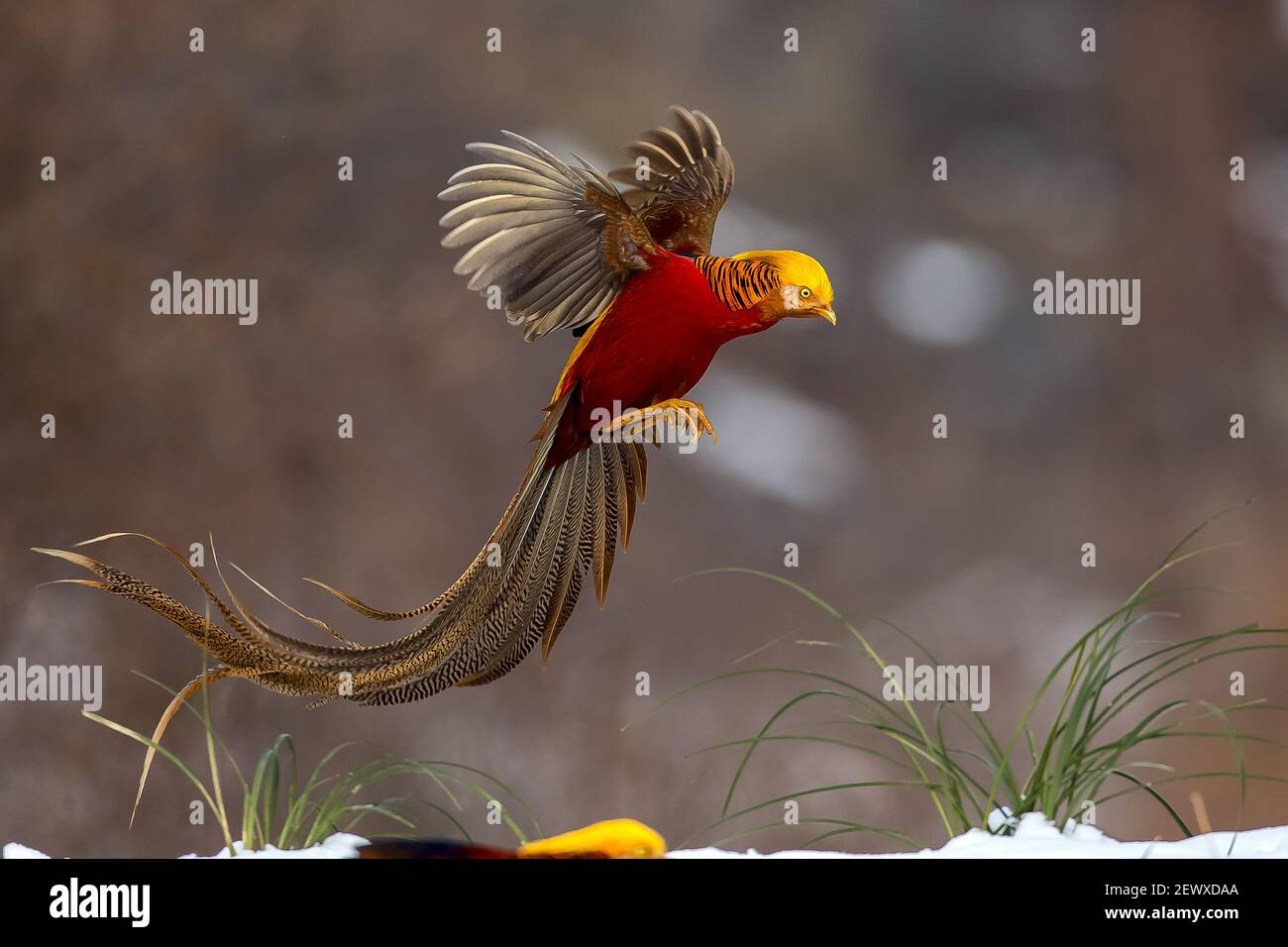 --File--In this unlocated photo, a phoenix-like golden pheasant is ...