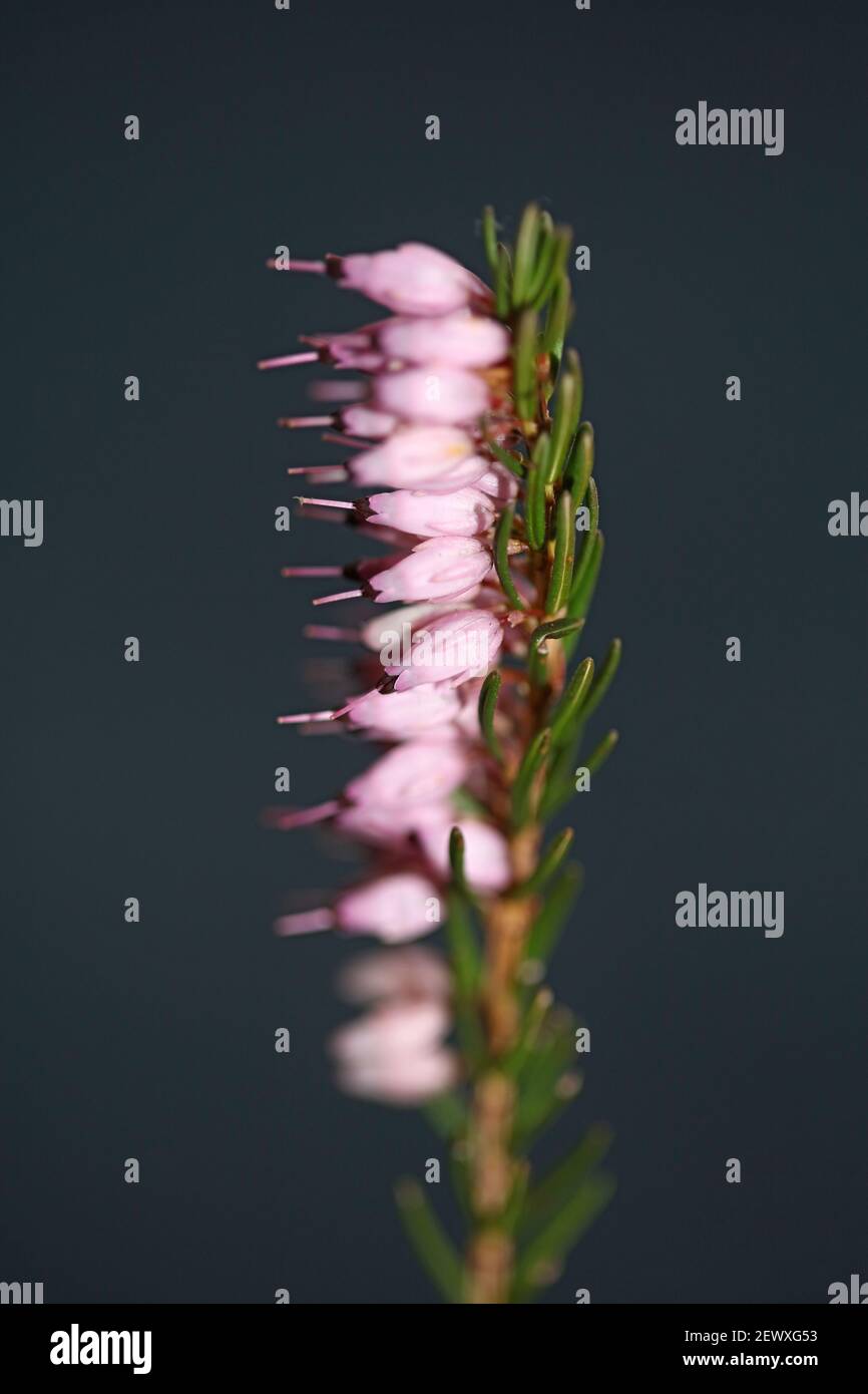 Close up of blooming pink flower with tiny little buds on spring Erica ...