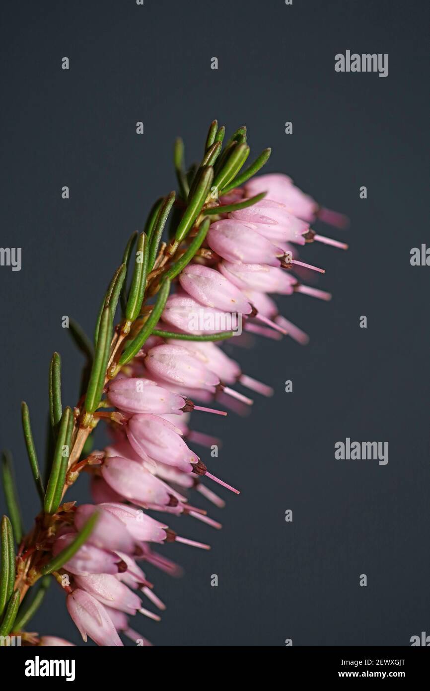 Erica carnea pot hi-res stock photography and images - Alamy