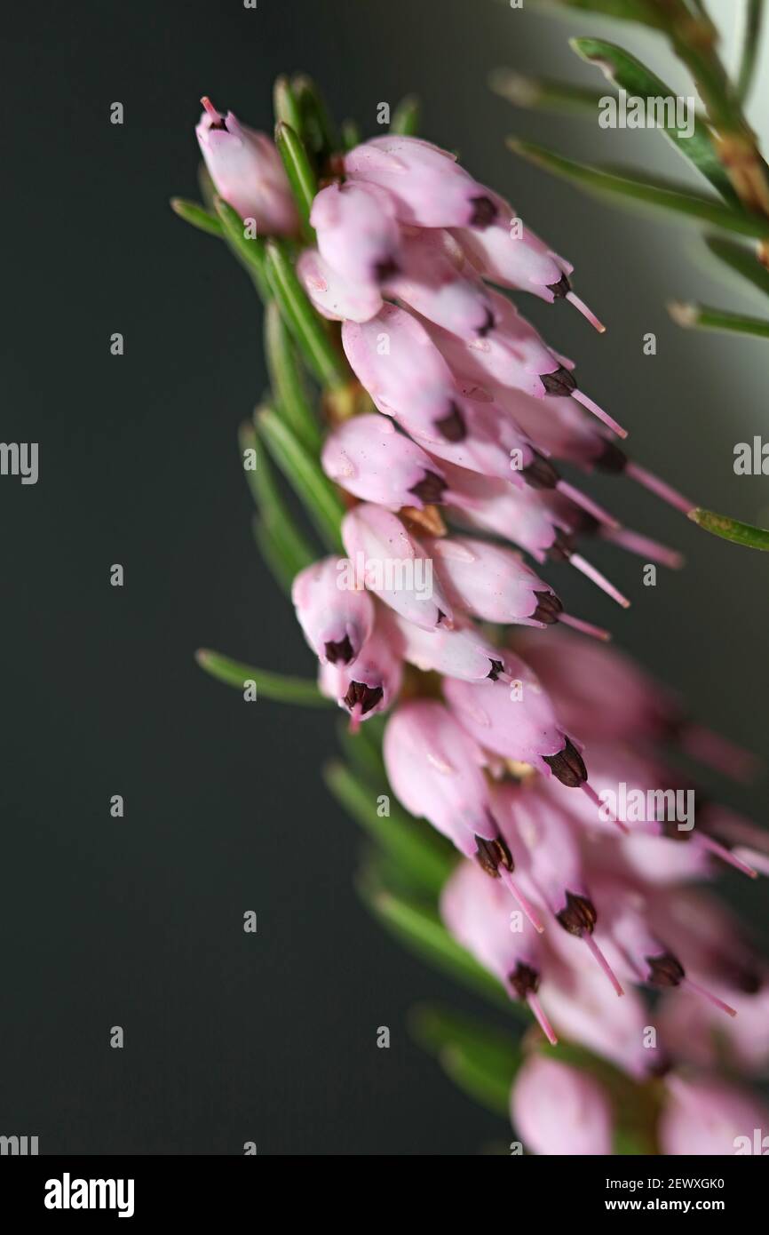 Close up of blooming pink flower with tiny little buds on spring Erica ...