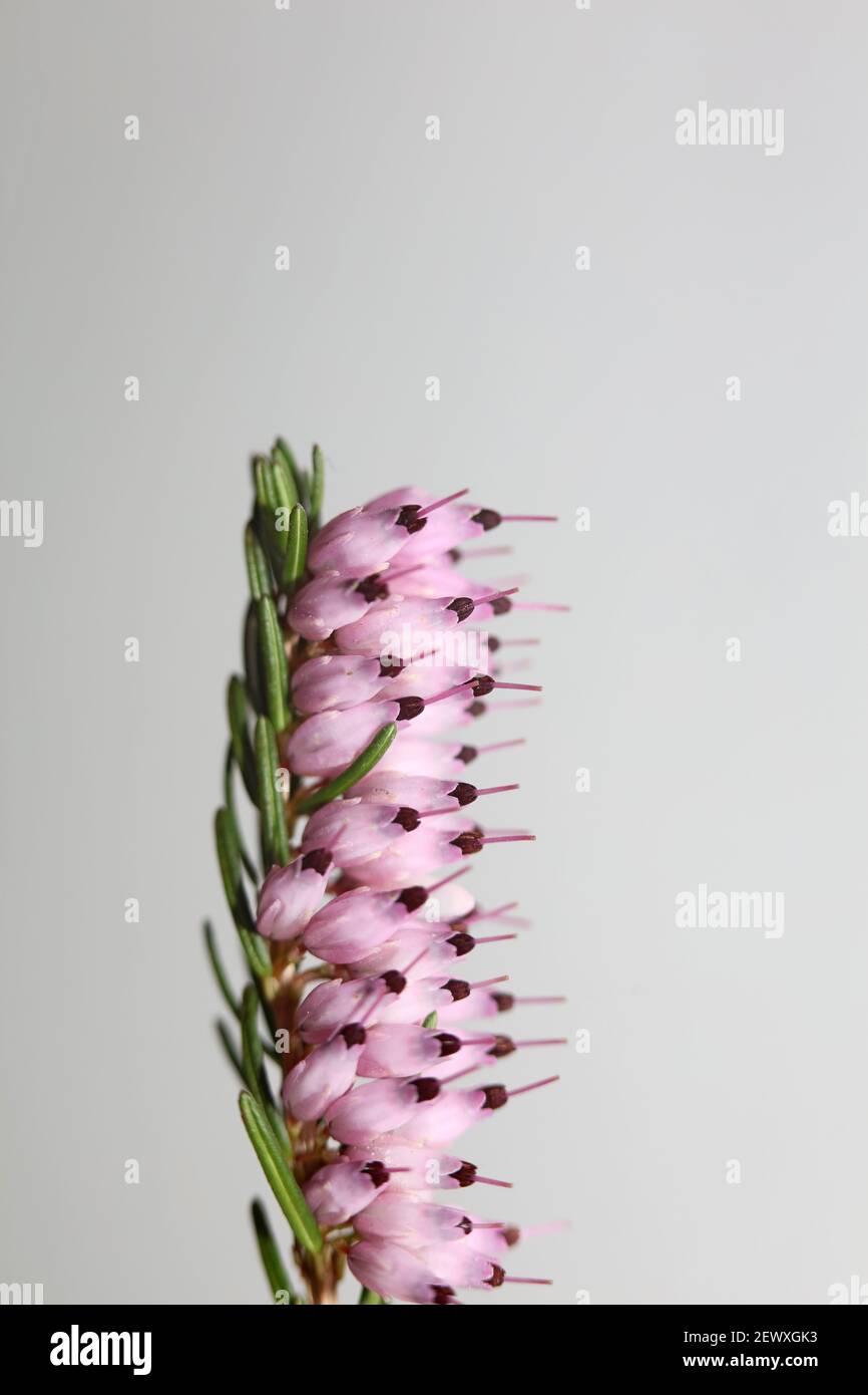 Close up of blooming pink flower with tiny little buds on spring Erica ...