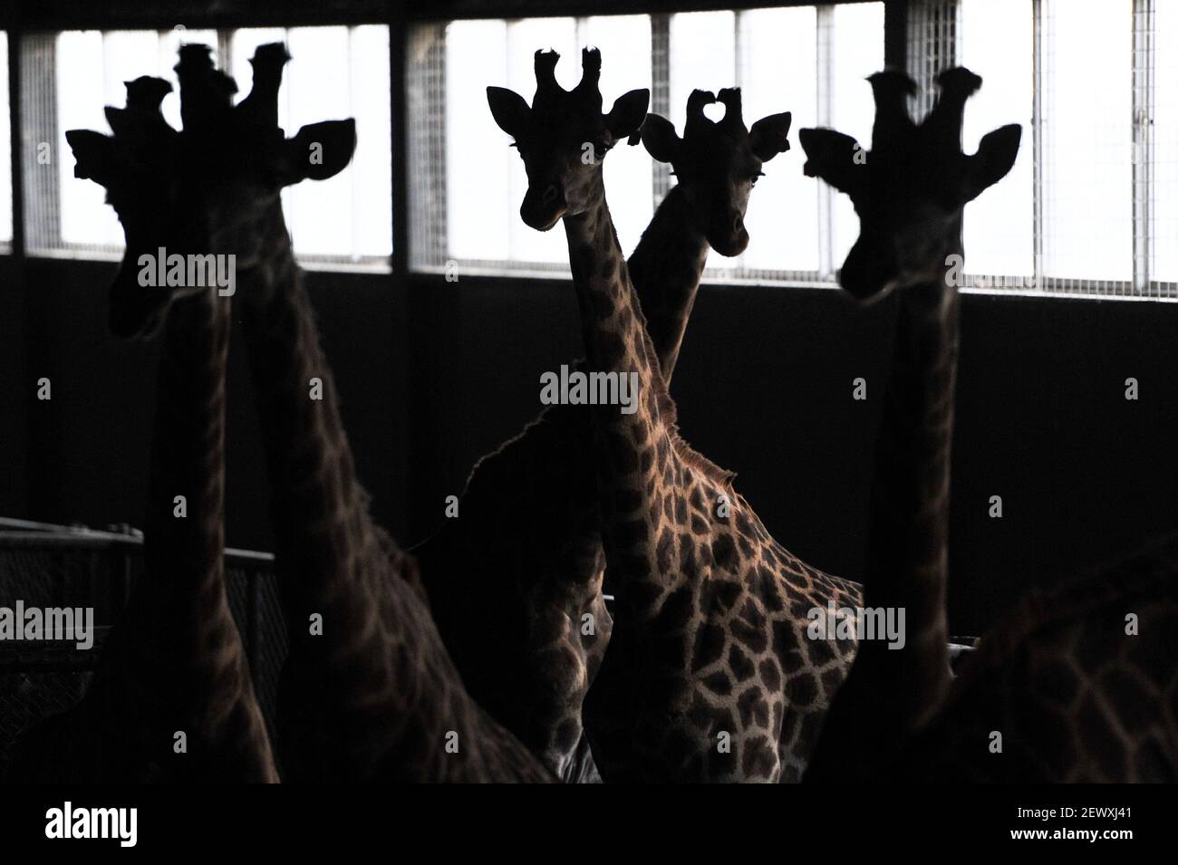 23 giraffes live leisurely in the wildlife park in Kunming, Yunnan ...