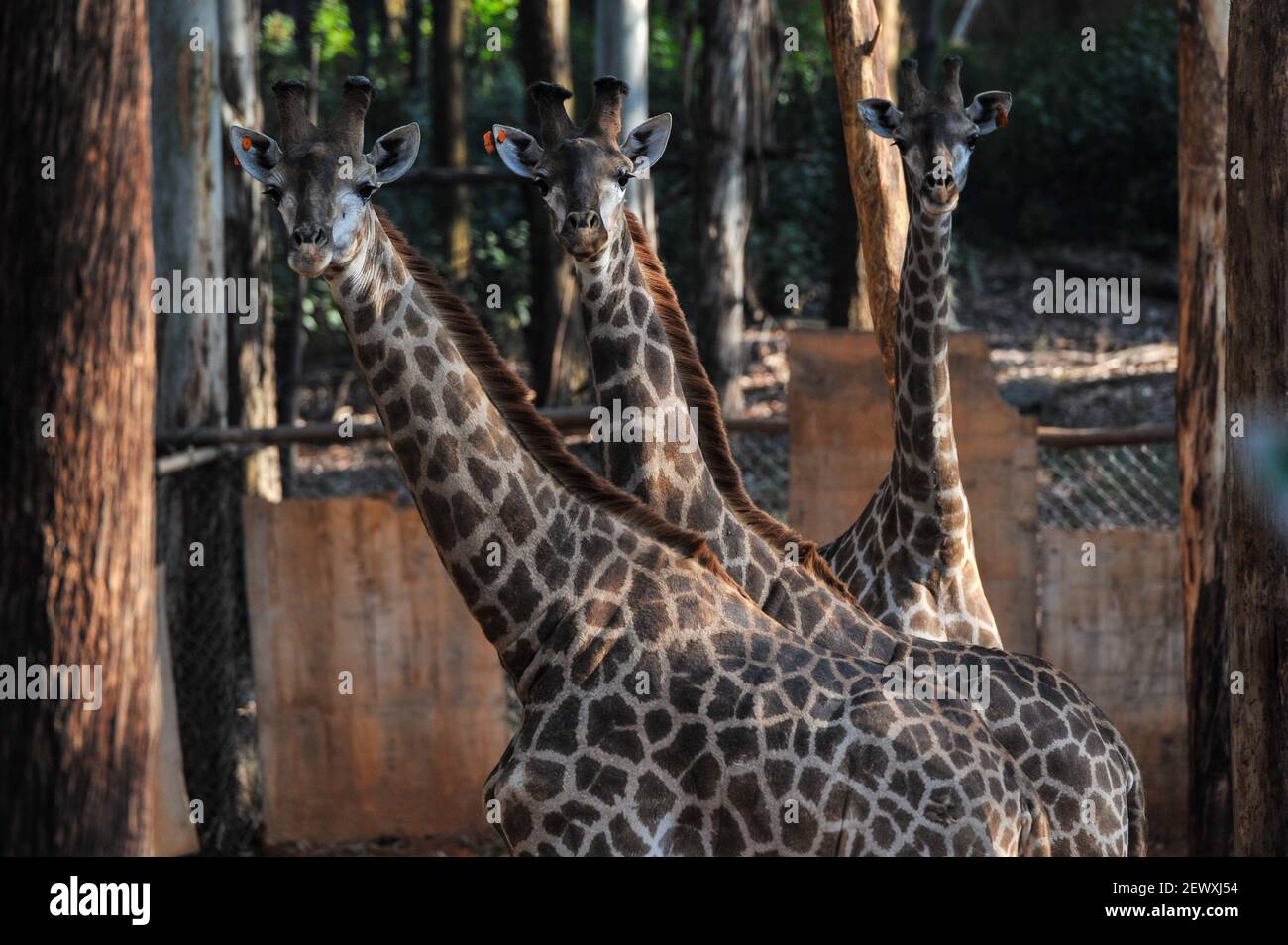 23 giraffes live leisurely in the wildlife park in Kunming, Yunnan ...