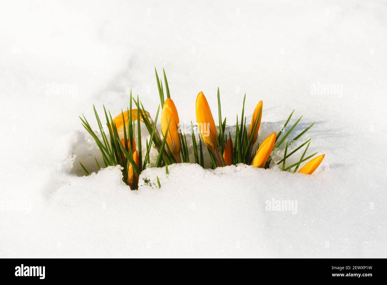 Crocus flavus, known as Dutch yellow crocus blooming through the snow ...