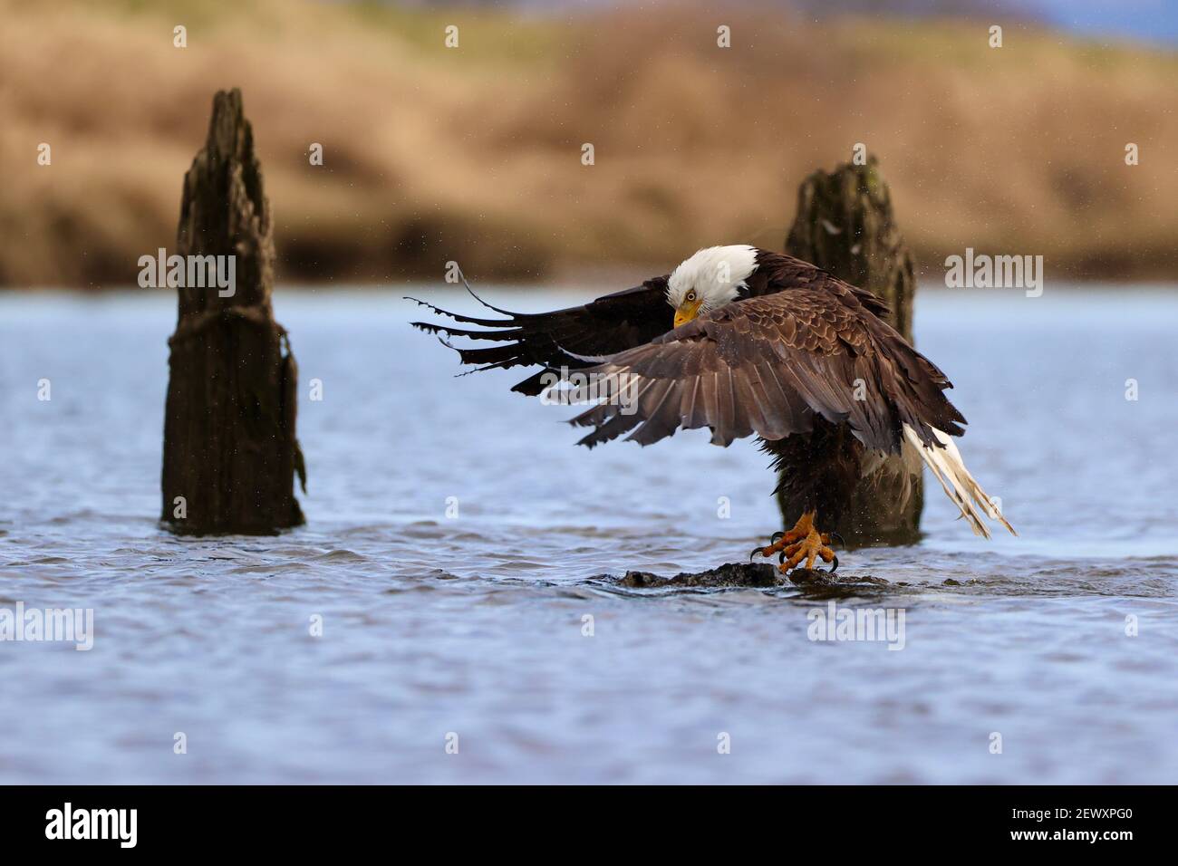 An Eagle drying off after a bath in the river. Its wings are forward ...