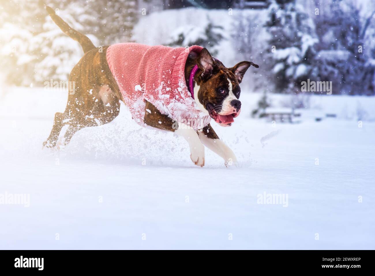 Adorable Female Boxer Dog playing in a snow Stock Photo - Alamy