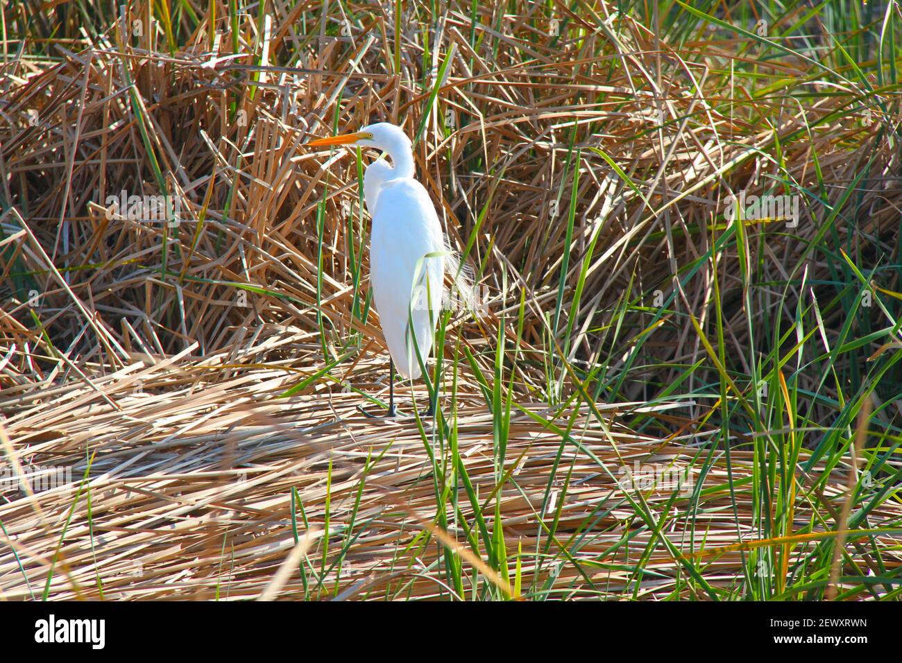 A white shore bird stands on the grasses at South Padre Island Birding ...