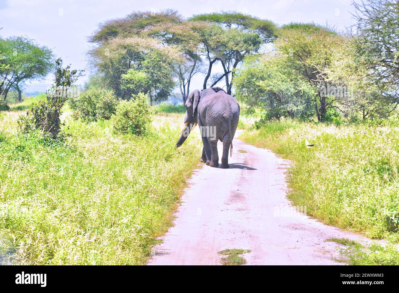 Back view elephants hi-res stock photography and images - Alamy