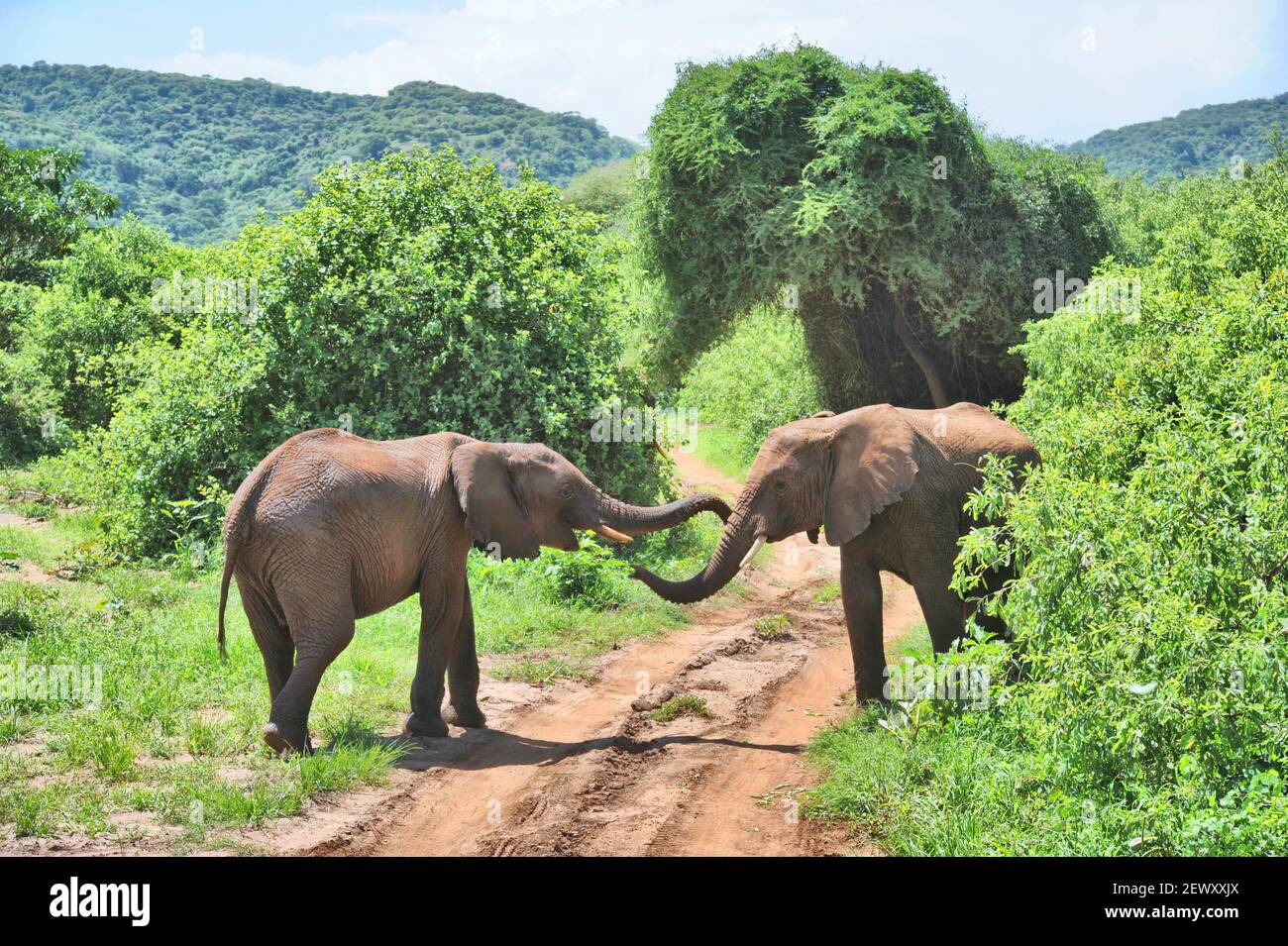Two elephants greeting each other on a pathway in Hifadhi za Taifa ...