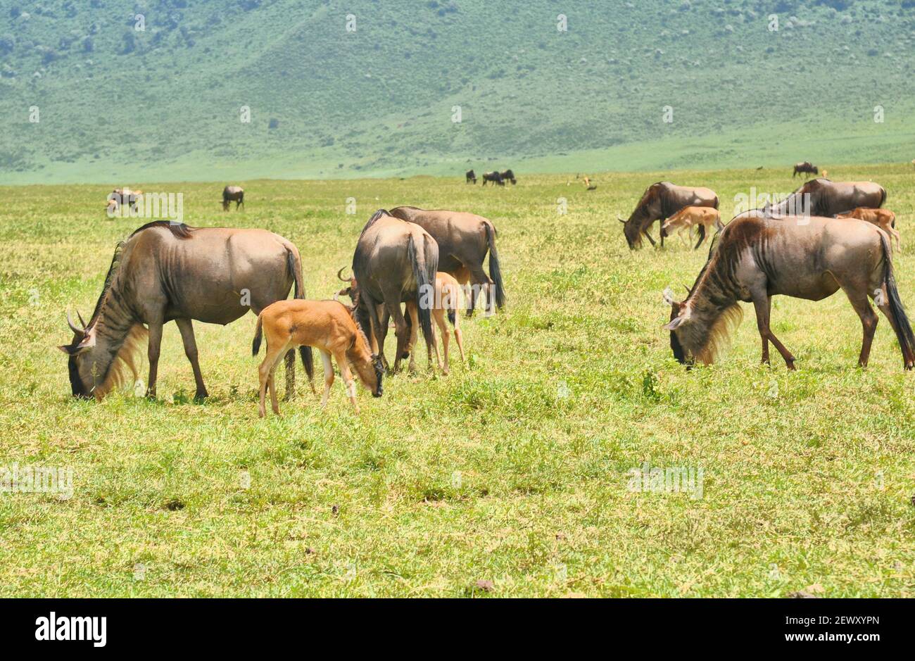 Blue wildebeest eating grass hi-res stock photography and images - Alamy