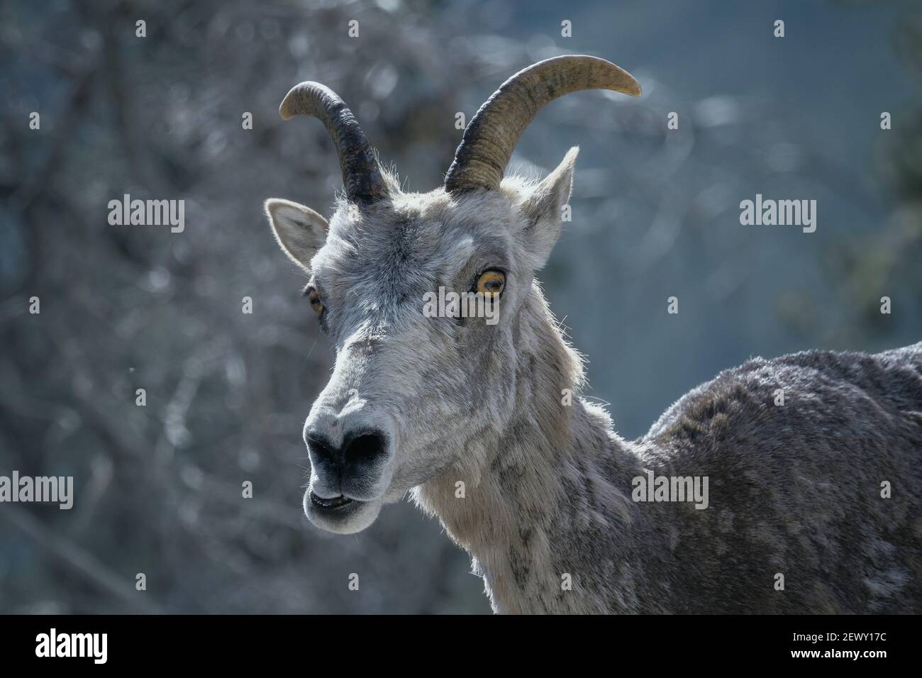 Mountain goat in Kananaskis Country Stock Photo - Alamy