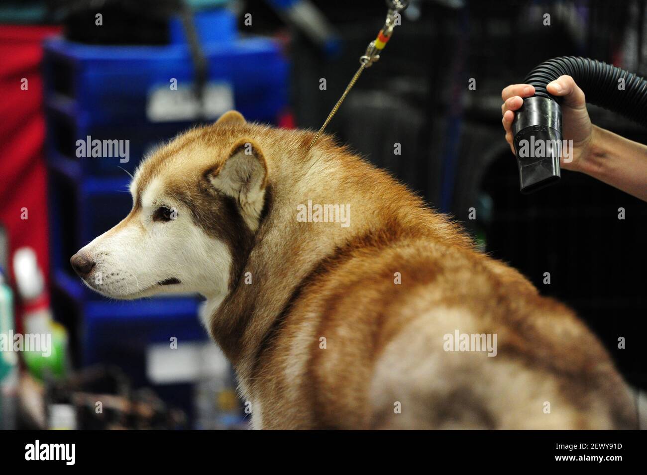 A dog is groomed ahead of being displayed at the Rose City Classic Dog ...