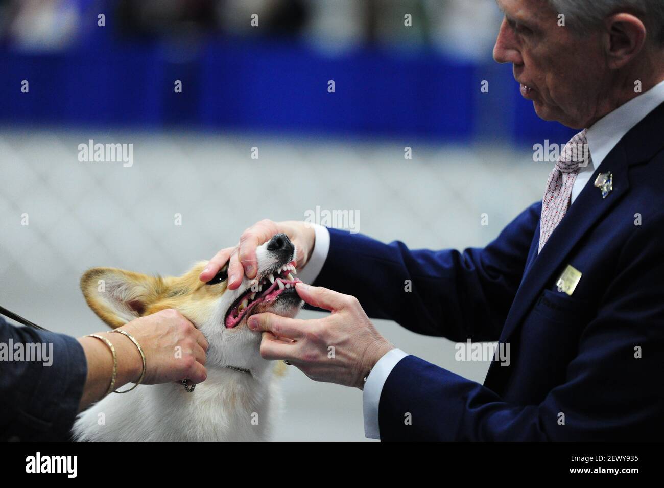 A Pembroke Welsh Corgi is examined by a judge at the Rose City Classic ...