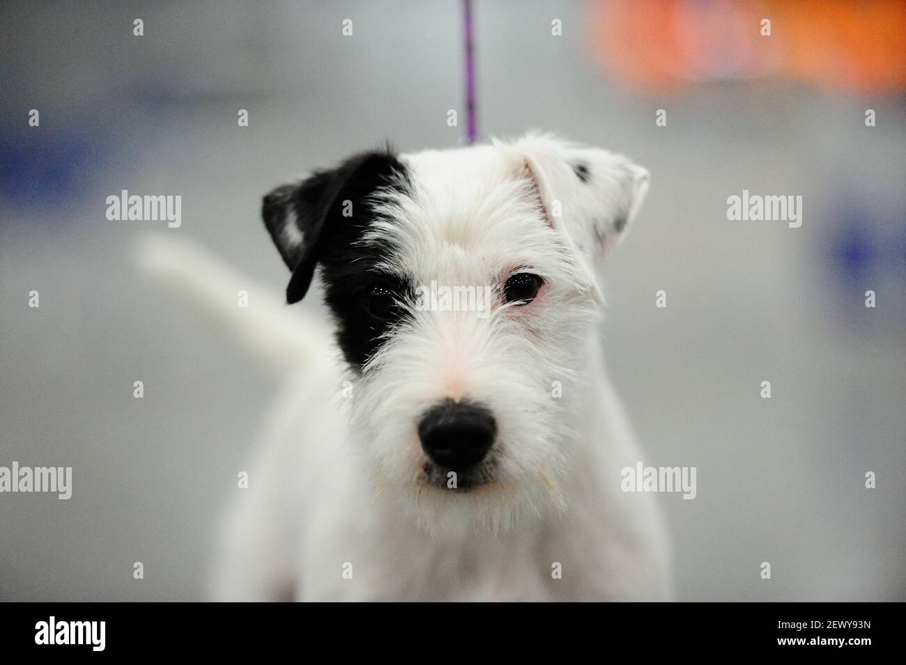 Blake, a Parson Russell Terrier, pictured at the Rose City Classic Dog ...