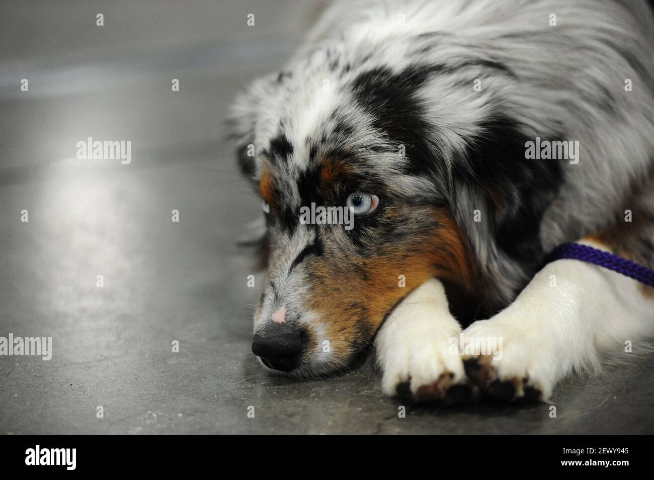 An Australian Shepherd pictured at the Rose City Classic Dog Show in ...