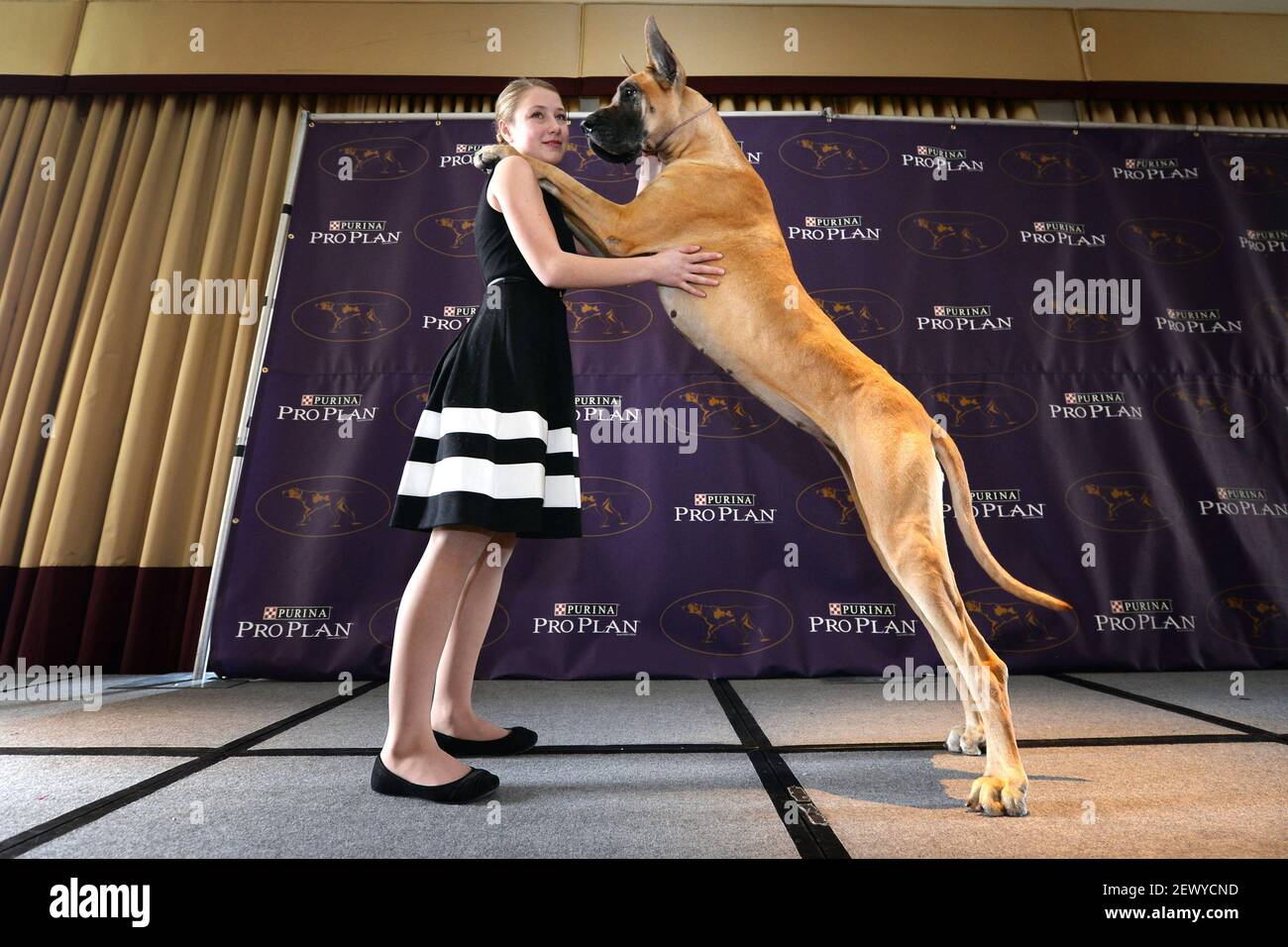 Sophia Rogers, 17, poses with her Great Dane "Joy" at the Westminster ...