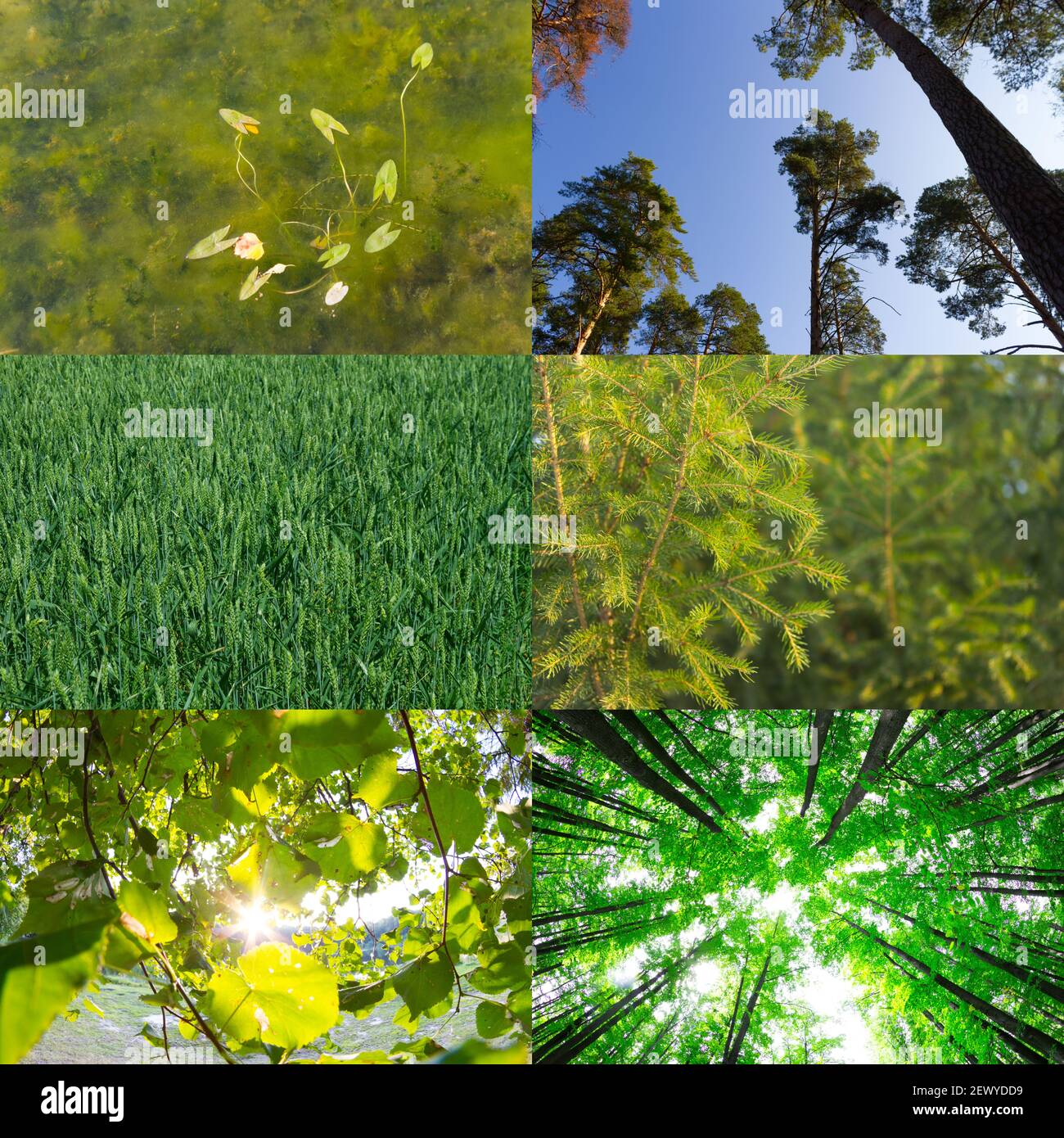 Collection of eco images with nature Stock Photo - Alamy