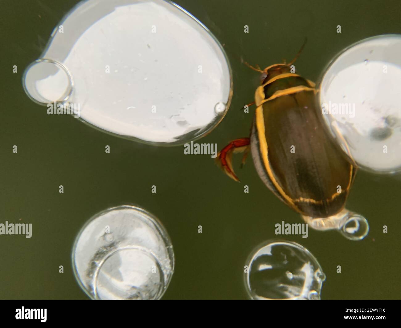 Small aquatic bettle. Under ice of frozen lake Stock Photo - Alamy